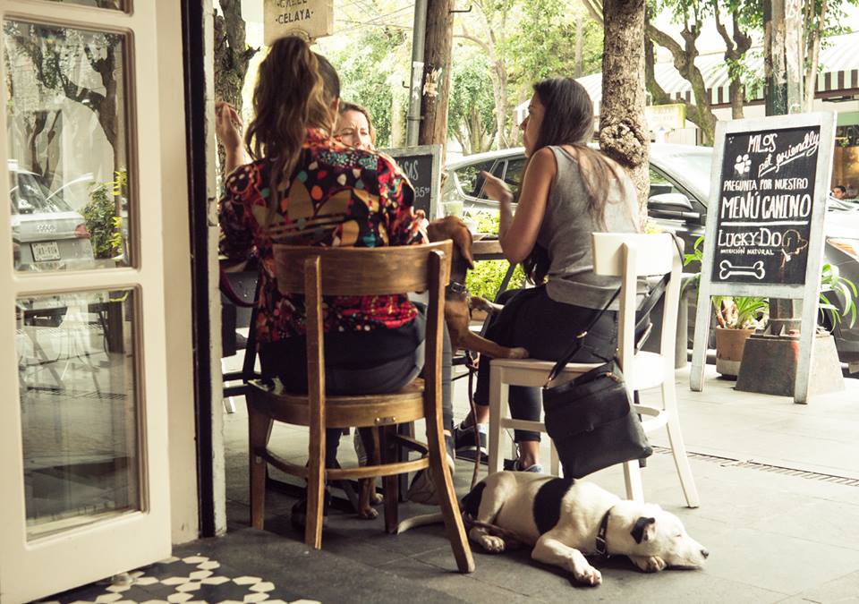 Santa Fe Abren Un Registro De Bares Y Restaurantes pet Friendly Al santa-fe-abren-un-registro-de-bares-y-restaurantes-pet-friendly-al