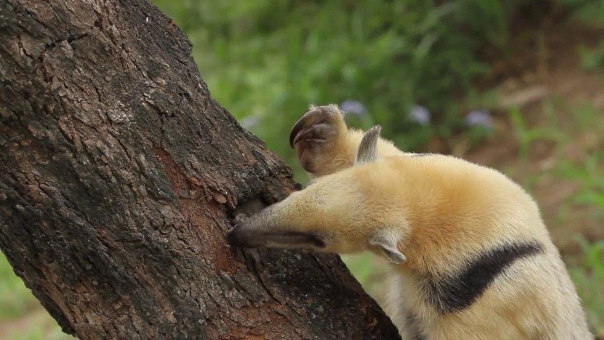 Fauna; rescataron a un oso melero que apareció en Colonia Mascias | Al ...
