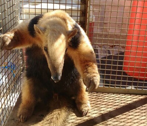 Fauna; rescataron a un oso melero que apareció en Colonia Mascias | Al ...